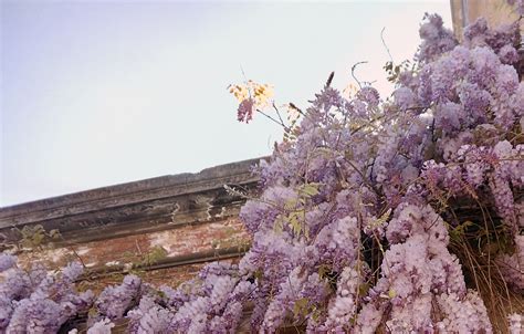 意大利 作业部落 Cmd Markdown 编辑阅读器