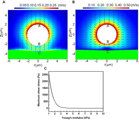 Microstreaming Velocity Field Distribution And Geometric Deformation Of