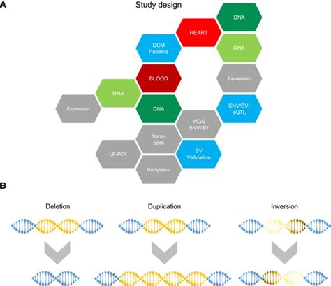 Genomic Structural Variations Lead To Dysregulation Of Important Coding
