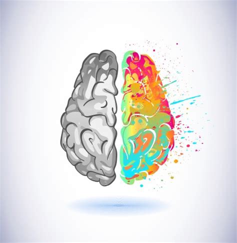 Left Analytical And Right Creativity Brain Vector Image