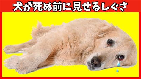 犬が死ぬ前に見せる兆候10選！愛犬に別れを告げる方法 Youtube
