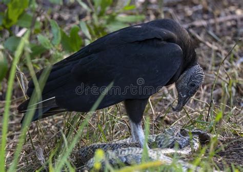 Black Vulture Eating A Dead Python Along The Roadside In The Everglades