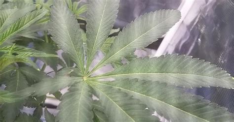 Nute Issue Or Temps Only Affects Top Two Or Three Nodes Purpling Edges Album On Imgur