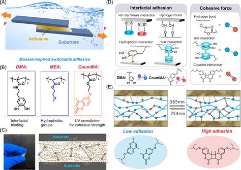 Light‐controlled Switchable Underwater Adhesive Yang Smartmat Wiley Online Library