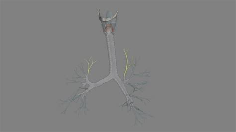 Premium Photo The Apical Segmental Bronchus Is The Most Superior Bronchus Of The Posterior