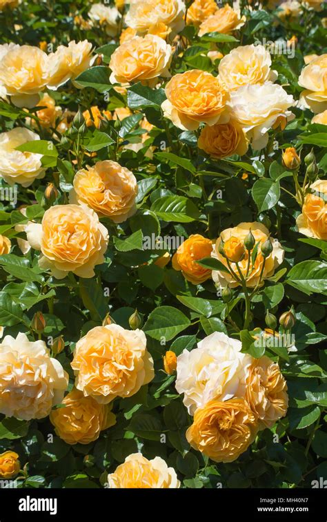 Julia child rose hi-res stock photography and images - Alamy