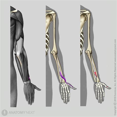 Extensor Pollicis Brevis Encyclopedia Anatomy App Learn Anatomy 3d Models Articles And