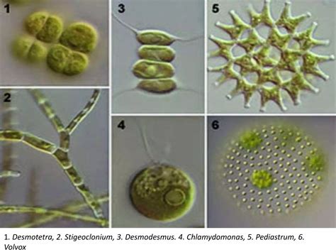 Classification Of Algae Pptx