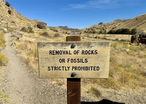 In Oregon A Fossilized Grasshopper Egg Pod Takes Center Stage