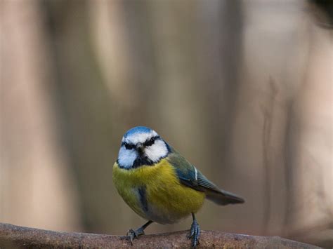 Can Blue Tits Look Angry Rbirding