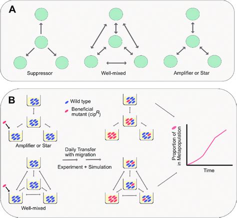 Network Topologies And Experimental Design A Three Network Download Scientific Diagram