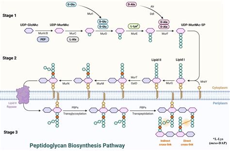 Bacterial Cell Endotoxins Location