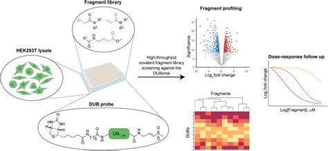 A Chemoproteomic Platform For Reactive Fragment Profiling Against The