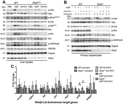 Shp2 Deletion In Hepatocytes Suppresses Hepatocarcinogenesis Driven By