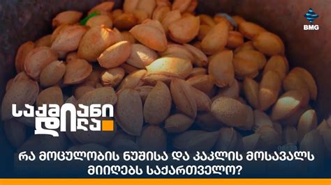 რა მოცულობის ნუშისა და კაკლის მოსავალს მიიღებს საქართველო Youtube