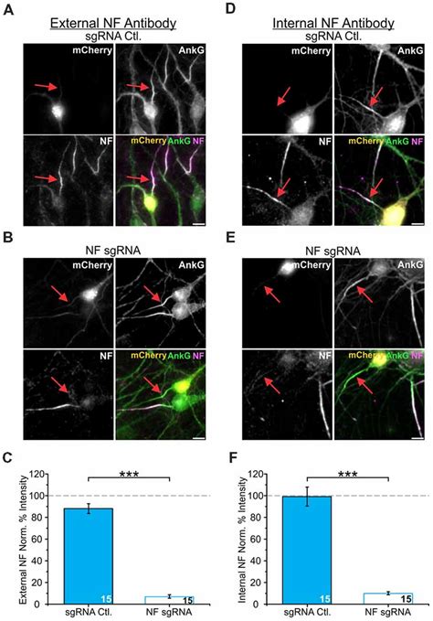 Frontiers Loss Of Neurofascin 186 Disrupts Alignment Of Ankyring Relative To Its Binding
