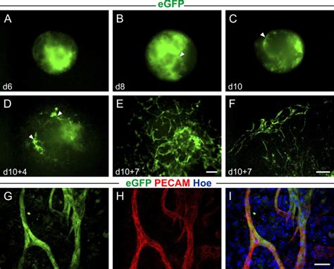 Pecam Egfp转基因小鼠，用于监测健康和疾病中的血管生成。 Scientific Reports X Mol