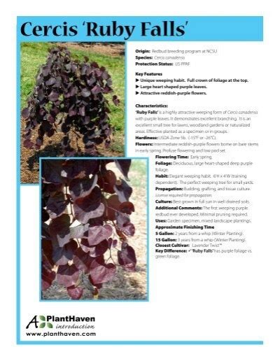 Cercis Ruby Falls Planthaven