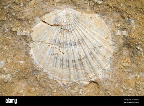 Limestone Rock Fossils At Harold Chappell Blog