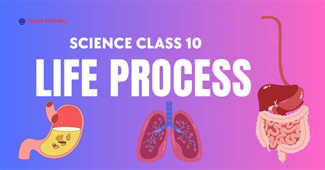 Life Process Cbse Study Notes Class 10 Science