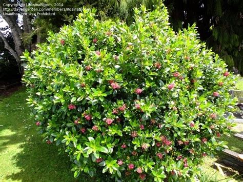 PlantFiles Pictures: Escallonia Pink, Pink Escallonia (Escallonia ...