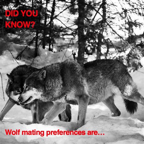 Mating Preferences For Wild Wolves From Action Adventure Mystery