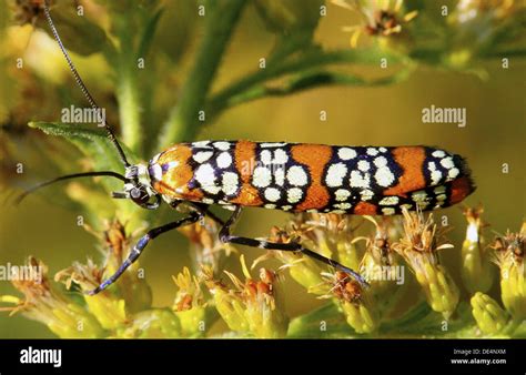 Ailanthus Webworm Moth Atteva Punctella Wash Co Mi 11 Sep 05 Usa