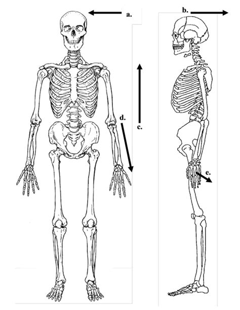 Module 1 Introduction To Forensic Anthropology Diagram Quizlet