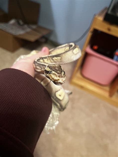 Mouth Rot Help Page 2 Ball Pythons Morphmarket Reptile Community