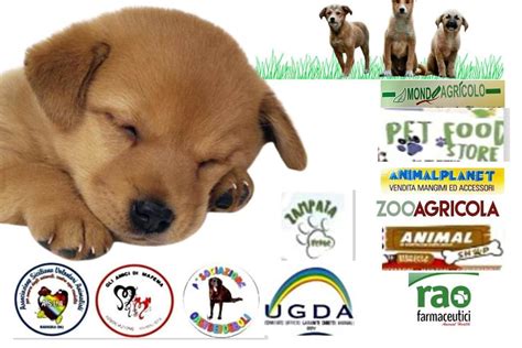 Un Meticcio Per Amico Evento A Bagheria Per Ladozione E La Microchippatura Gratuita