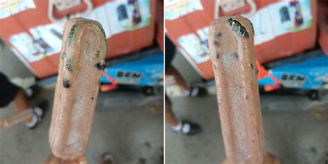 Man In Thailand Finds Venomous Snake Frozen Inside Ice Cream HardwareZone Forums