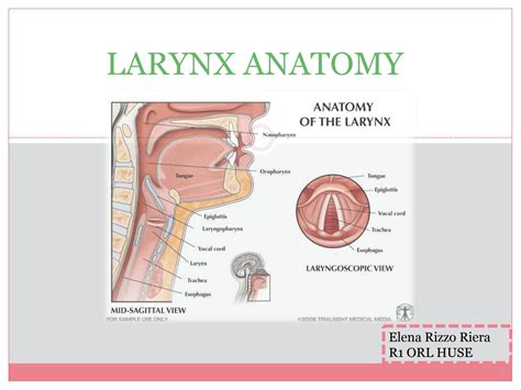 SOLUTION Larynx Anatomy Studypool
