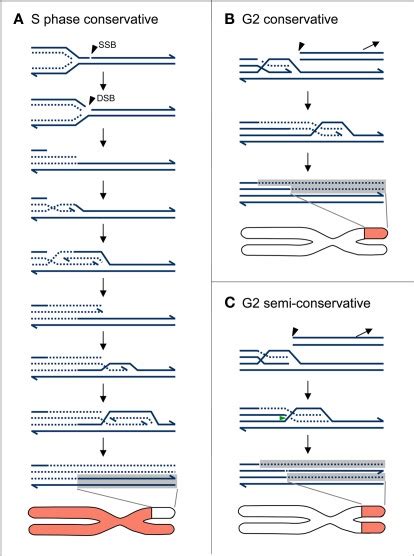Schematic Models Of Replication And Chromosome Labeling Patterns After