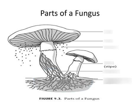 Fungi Diagram Simple