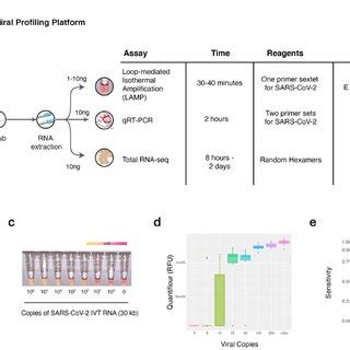 Sample Processing The Loop Mediated Isothermal LAMP Reaction And Download Scientific Diagram