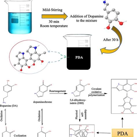 A Schematic Synthesis Procedure And Polymerization Of Pda Download Scientific Diagram
