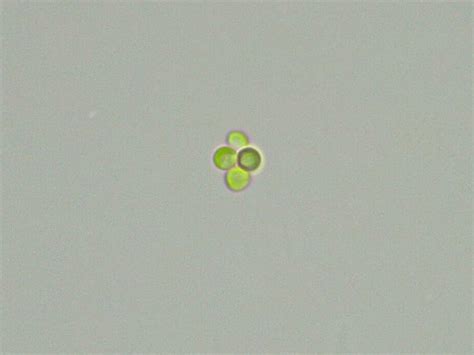 Nikola Medić On Linkedin Worldalgaeday Microalgae Photosynthesis