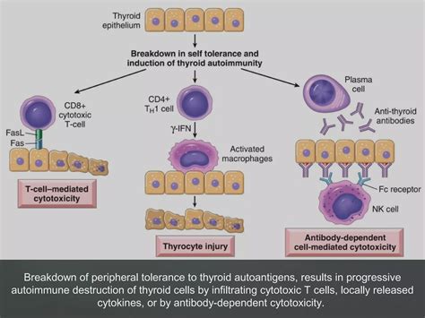 Hypo And Hyper Thyroidism Ppt Thyroid Disorders Endocrine And