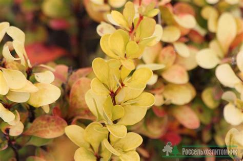 Барбарис тунберга Голден Торч (Berberis thunbergii Golden Torch)