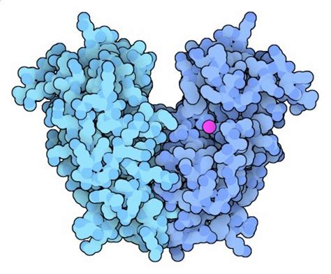 Pdb 101 Learn Structural Biology Highlights Rnase T