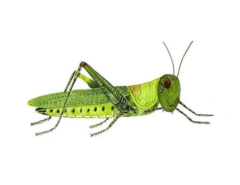 Grasshopper Leg Under The Microscope R Grasshopper