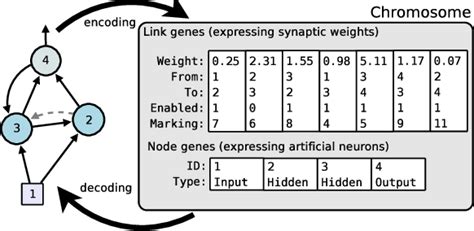 An Example Of Chromosome Encoding A Neural Network In Neat Download Scientific Diagram