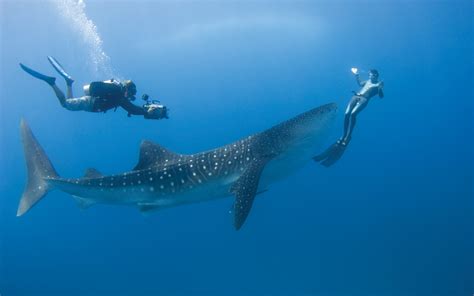 Stunning Hd Wallpaper Of A Whale Shark In Its Natural Habitat