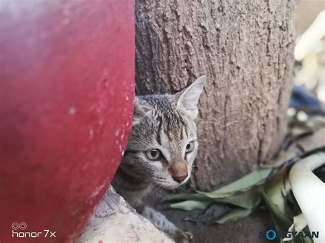 Xiaomi Mi A Vs Honor X Dual Camera Comparison