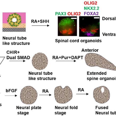 Advances In Dv Patterning Ap Patterning And Morphogenesis Of Neural Download Scientific