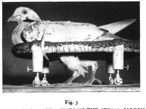 Figure 2 From Locomotor Movements In The Spinal Pigeon Semantic Scholar