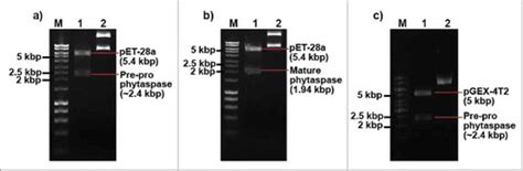 Full Article Tobacco Phytaspase Successful Expression In A Heterologous System