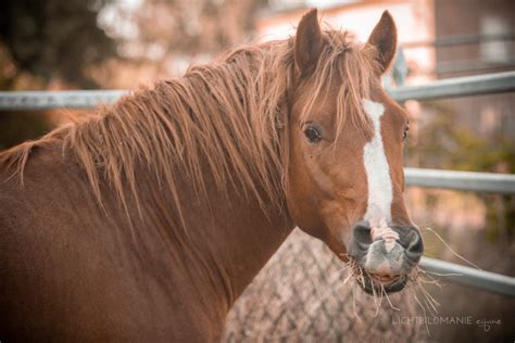 Das Ranchleben Jelle Gust · Reitkunst Für Pferd Und Mensch