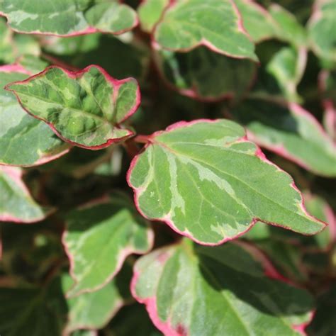 Deaflora Vap Ca Boo Boo