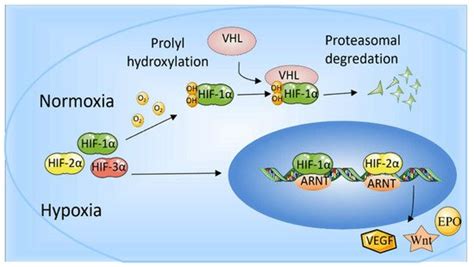 Hypoxia Inducible Factors In Osteogenesis Encyclopedia Mdpi